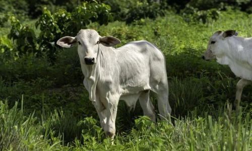 "bezerro nelore" - Animais para agropecuária no Brasil