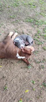 "cachorros pit monster" - Cachorros no Brasil