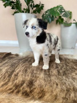 "bode filhote" no Brasil