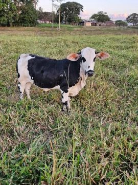 "mini vaca" - Animais para agropecuária no Brasil