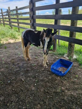"mini ponei" no Brasil
