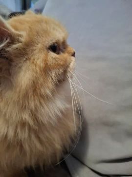 "gato laranja" - Gatos no Brasil