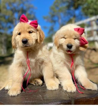 Cachorro Golden Retriever no Brasil