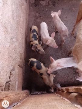 "filhotes de porcos" - Outros animais no Brasil