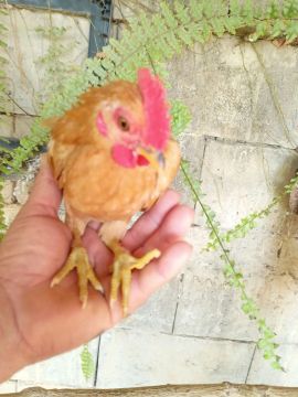 "mini garnizes" no Brasil