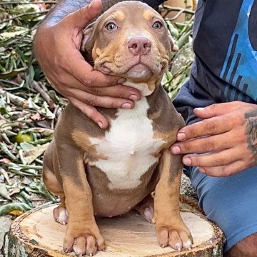 "cachorros pit monster" - Cachorros no Brasil