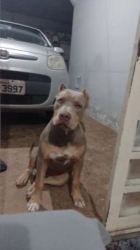 "cachorros pit monster" - Cachorros no Brasil
