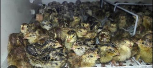 "filhotes de codornas" - Outros animais no Brasil