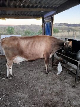 "vaca jersey" - Animais para agropecuária no Brasil