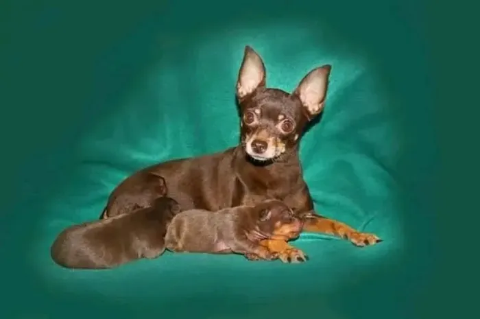 "pinscher 00 miniatura" - Cachorros no Brasil