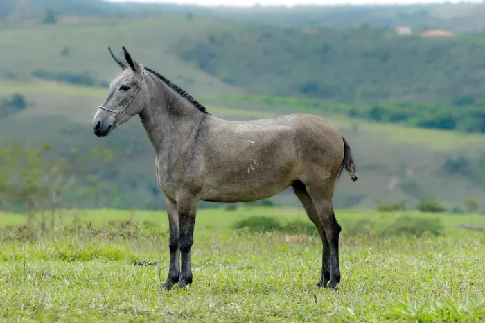"uma mula" no Brasil