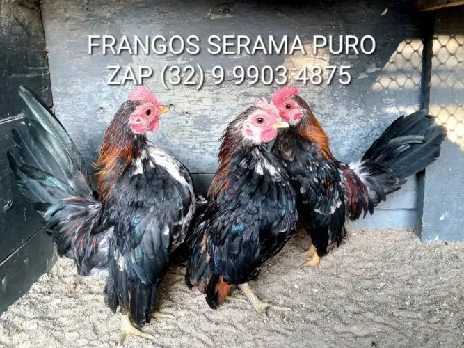 "mini garnizes" no Brasil