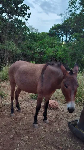 "uma mula" no Brasil