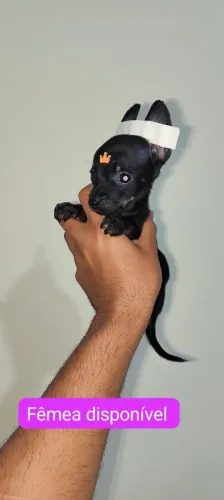 "pinscher 0" - Cachorros no Brasil