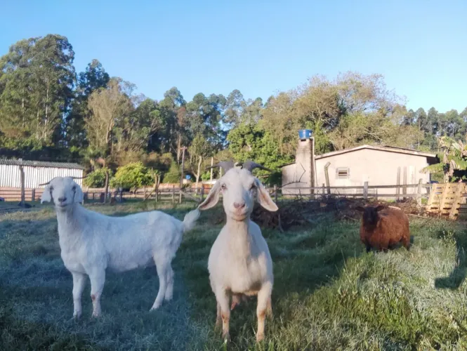 "cabras e cabritos" no Brasil