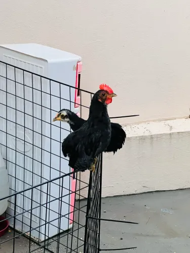 "mini garnizes" no Brasil