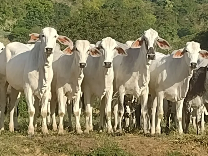 "vaca nelore" - Animais para agropecuária no Brasil