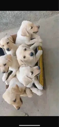 "cachorro caramelo" - Cachorros no Brasil