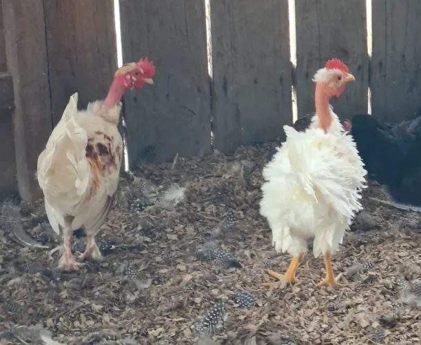 "garnizes" no Brasil