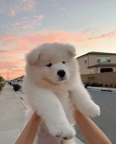 "samoeida" no Brasil