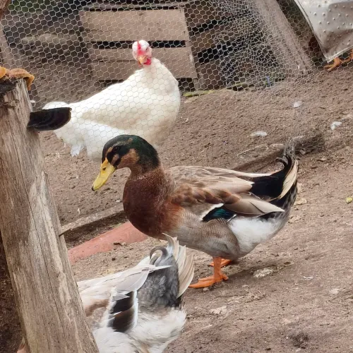 "marreco mandarim" no Brasil