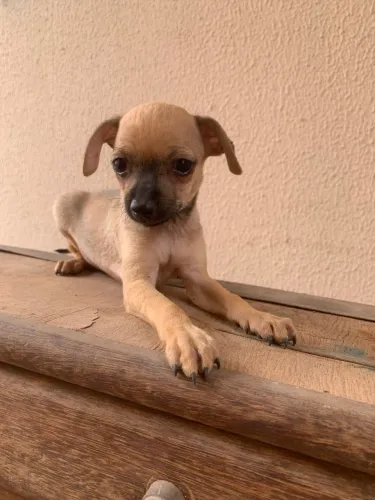 "cachorro pinscher 1" - Cachorros no Brasil