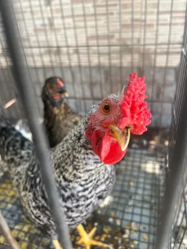 "garnizes" no Brasil