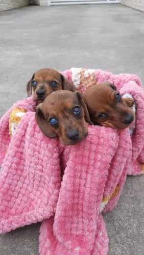 "cachorro cofap" - Cachorros no Brasil