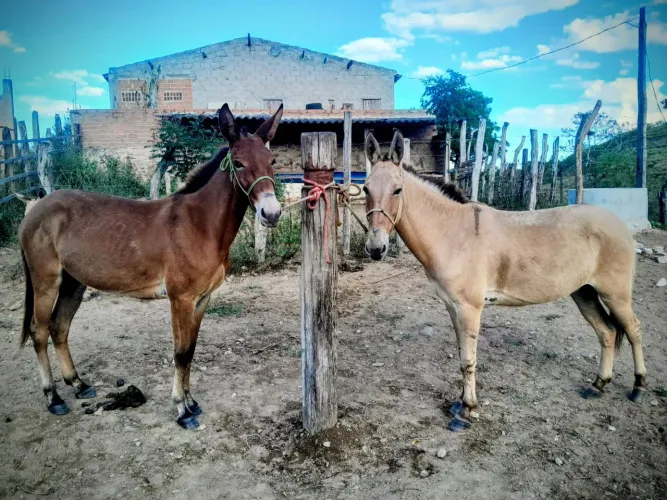 "burro mula" no Brasil