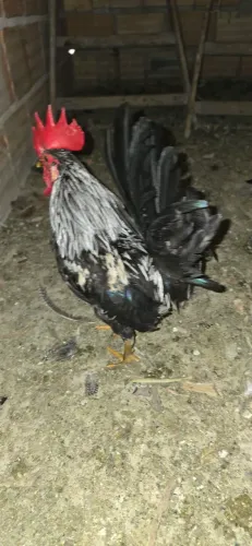 "galo garnize" - Outros animais no Brasil