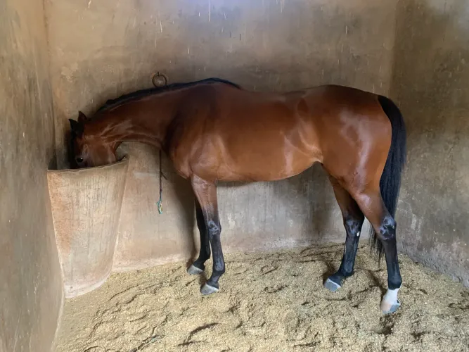 Cavalos no Rio de Janeiro e região, RJ