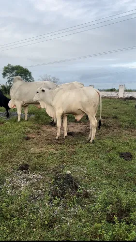 "vaca nelore" - Animais para agropecuária no Brasil