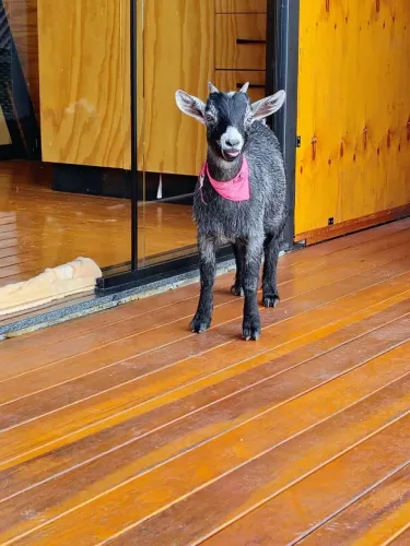 "mini cabras" no Brasil