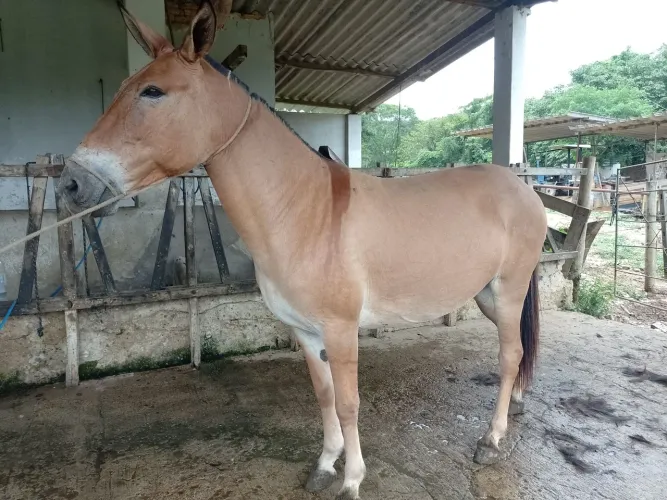"uma mula" no Brasil