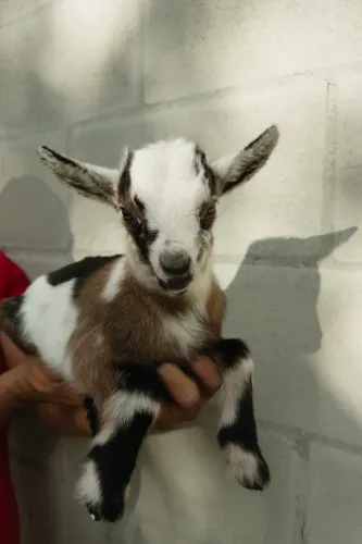 "mini cabras" no Brasil