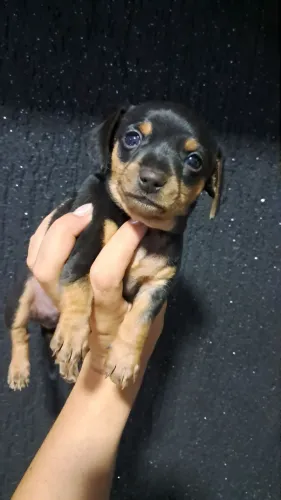 "cachorro cofap" - Cachorros no Brasil