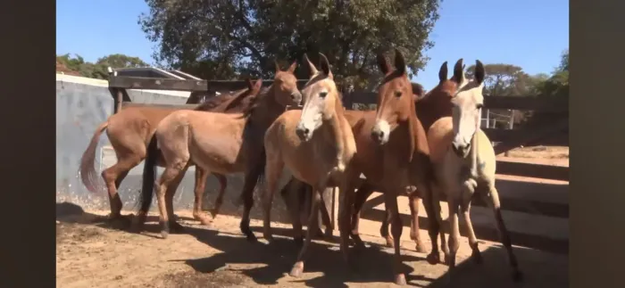 "burro mula" no Brasil