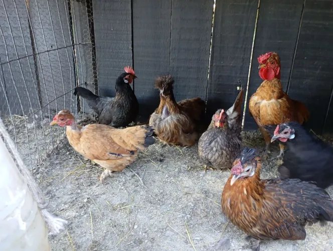 "garnizes nagasaki" no Brasil