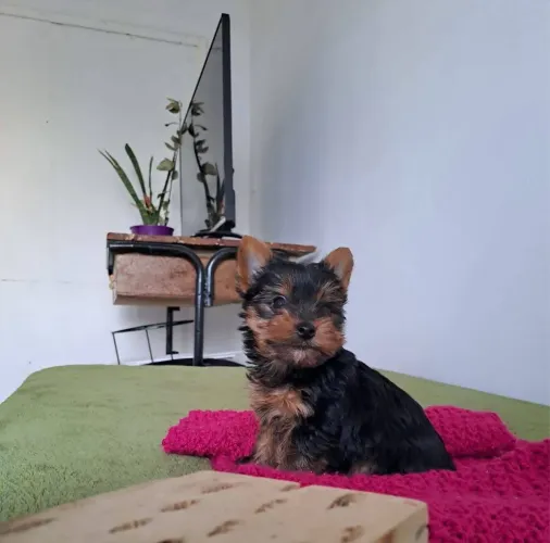 "filhotes de yorkshire puros" - Cachorros no Brasil
