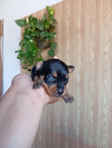 "filhote pinscher puro" - Cachorros no Brasil