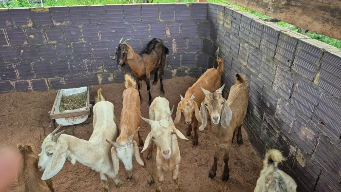 "bodes e cabras" no Brasil