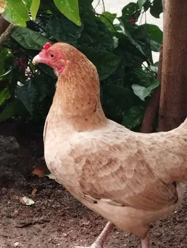 "garnizes" no Brasil