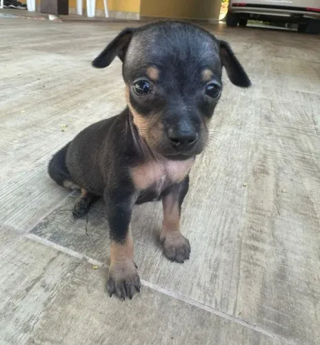 "filhote pinscher puro" - Cachorros no Brasil