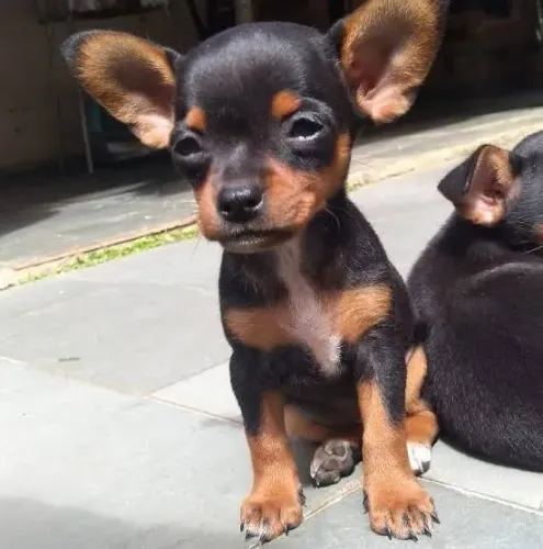 "filhotes de pinscher zero" - Cachorros no Brasil