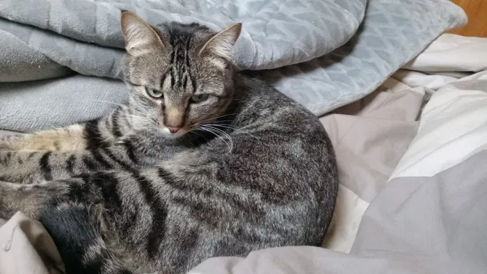 "gatos tigrados" - Gatos no Brasil