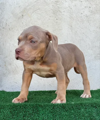"cachorros pit monster" - Cachorros no Brasil