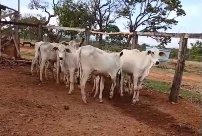 "vaca nelore" - Animais para agropecuária no Brasil
