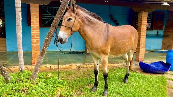 "uma mula" no Brasil