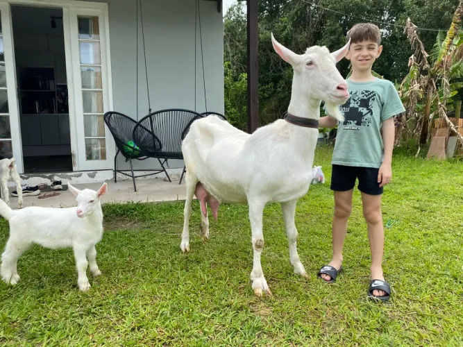 "bode filhote" no Brasil