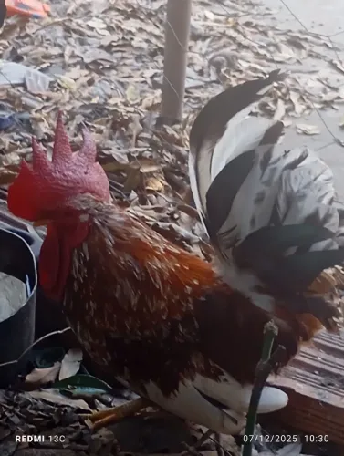 "garnizes" no Brasil